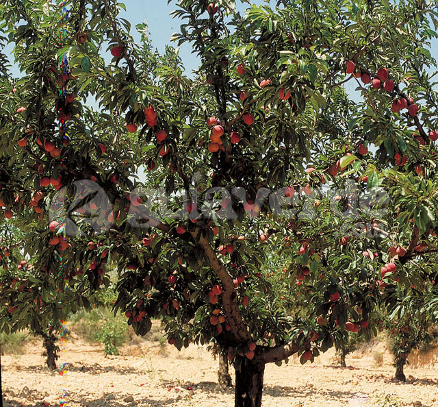 Peaches In Tree Object Detection Model By Peach