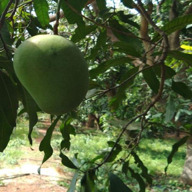 Mango Detection Instance Segmentation Dataset By Dheeraj Kumar