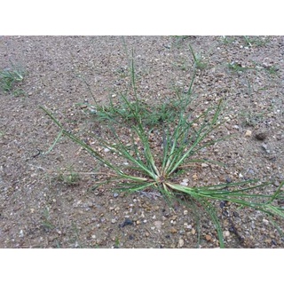 grass3 Object Detection Dataset by Naresuan