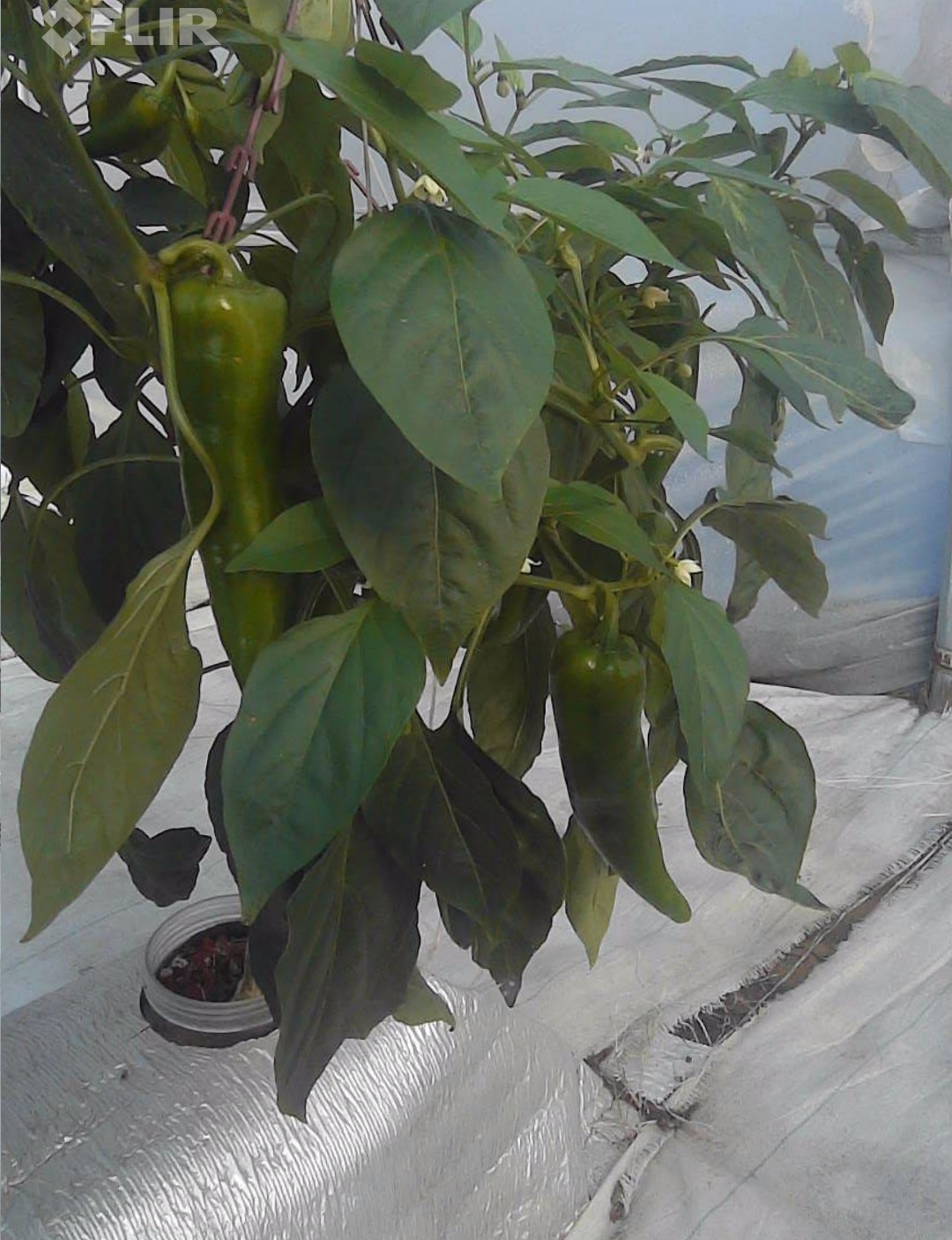 Cse495 Pepper Detection Egb Object Detection Dataset And Pre Trained