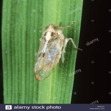 Insects Object Detection Dataset by test