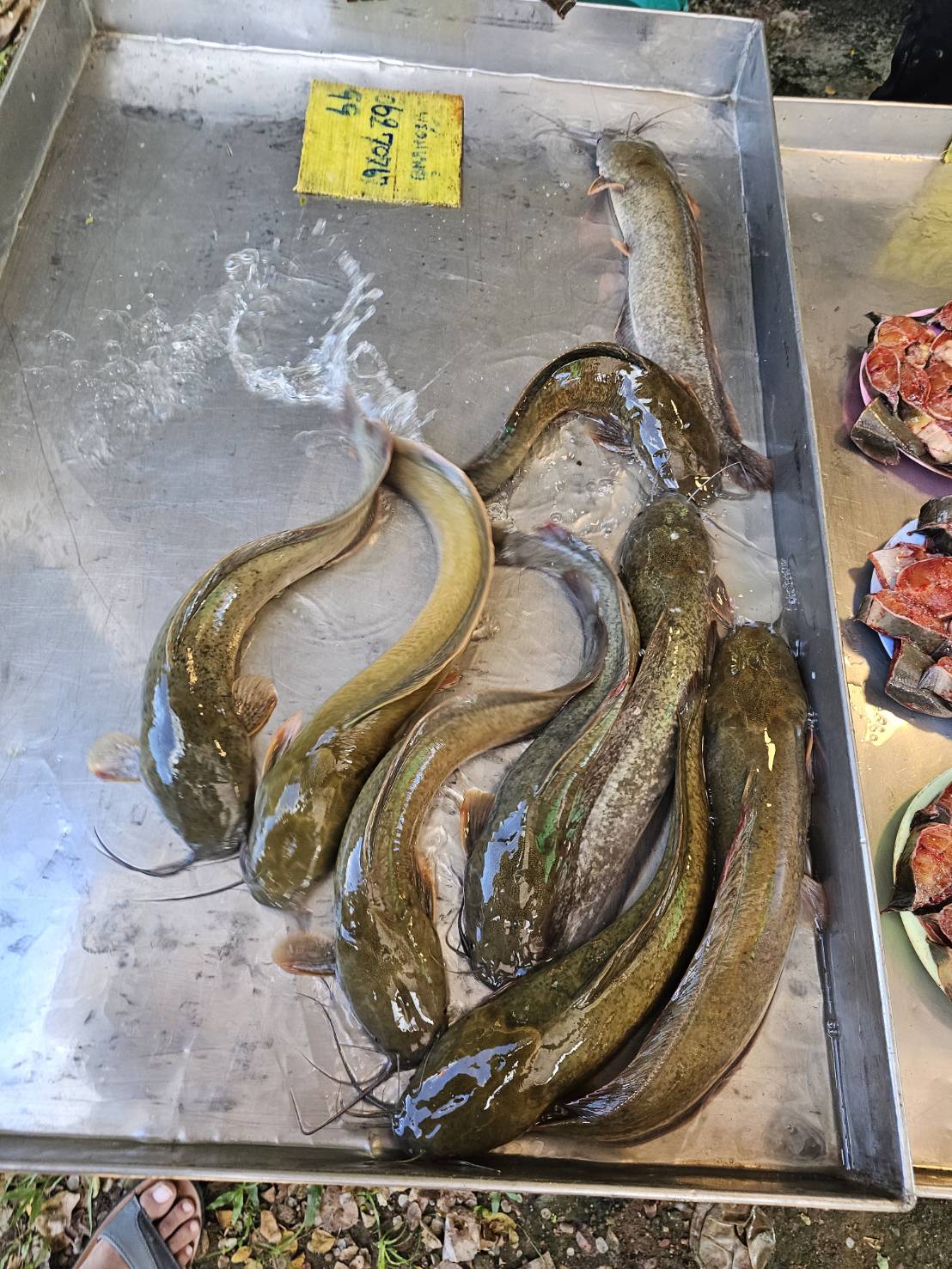 Separate species of freshwater fish Project V.3 Object Detection ...