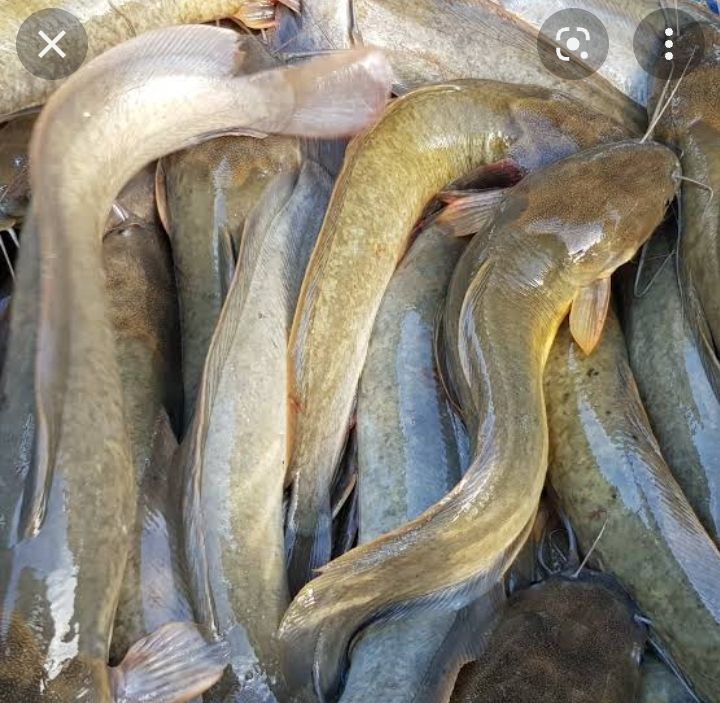 Separate species of freshwater fish Project V.2 Object Detection ...