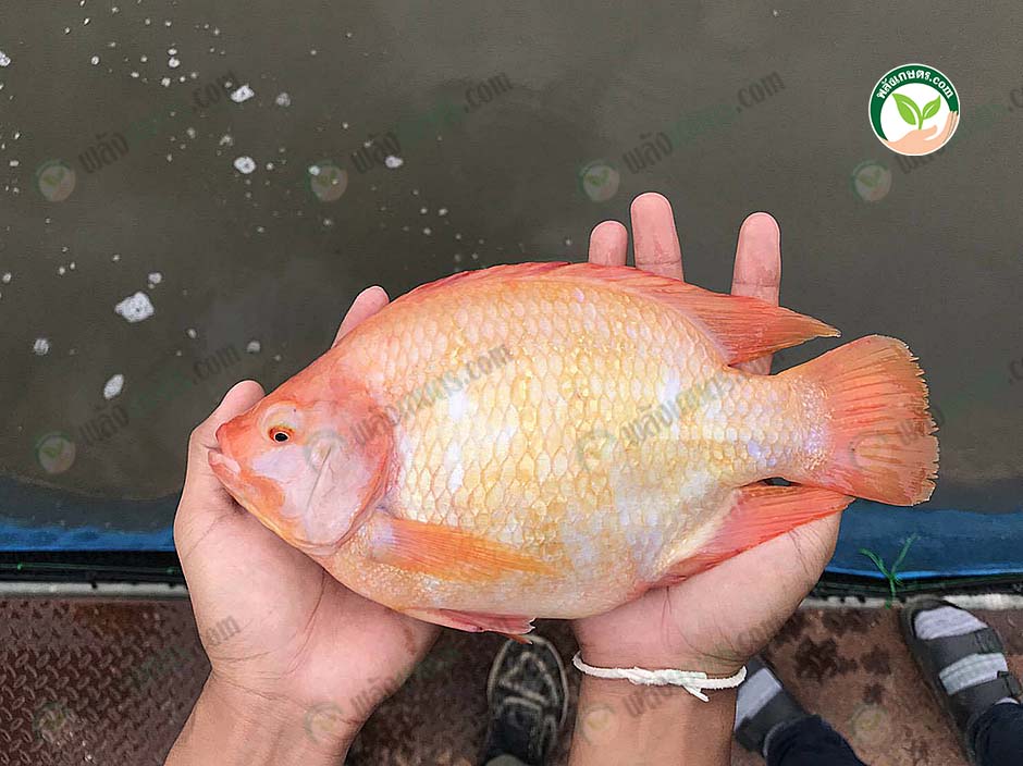 Separate species of freshwater fish Project Object Detection Dataset by ...