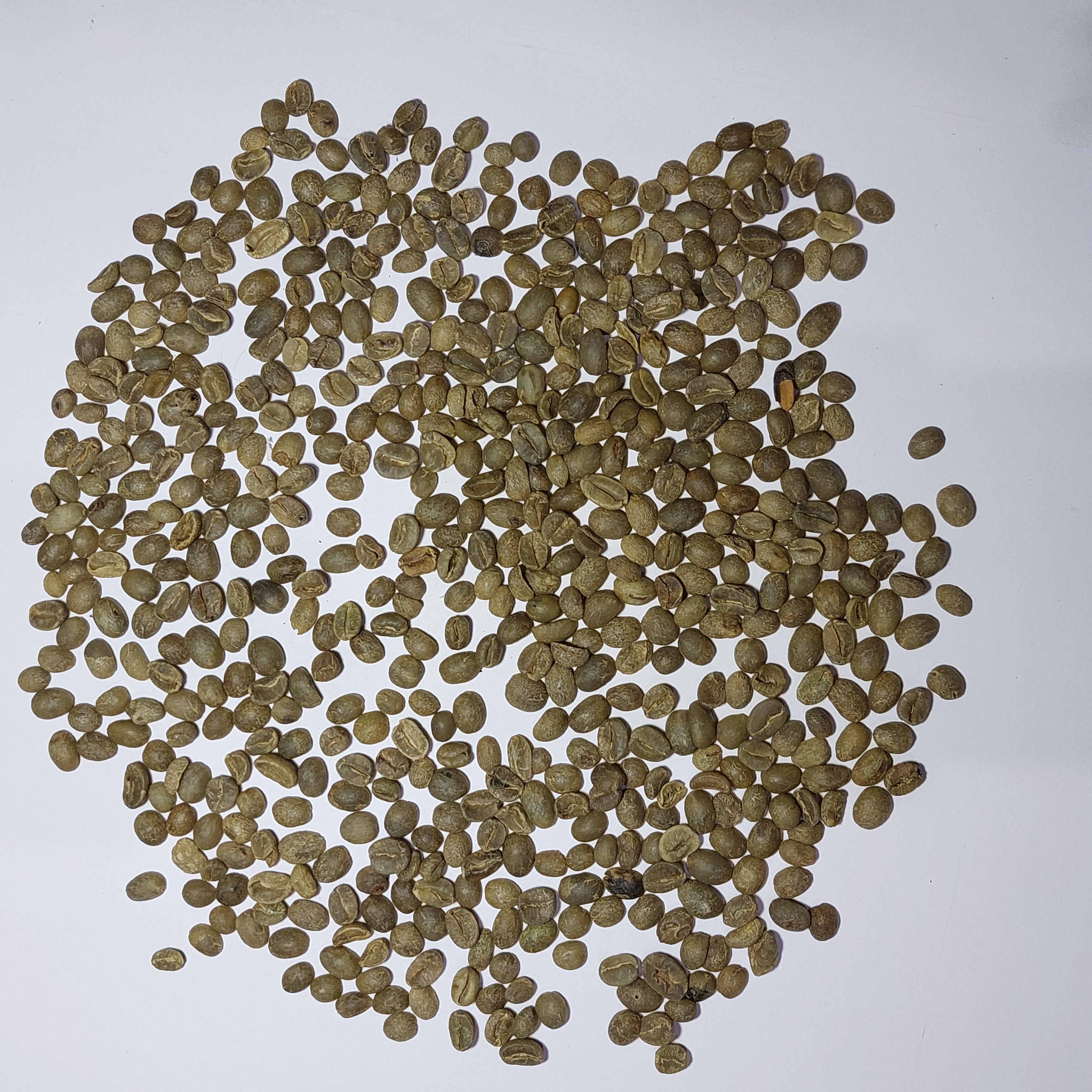 green coffee bean defects Object Detection Dataset by lulus