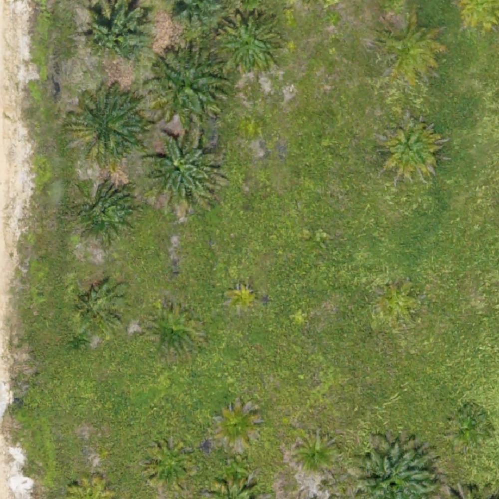 Extra Palm Trees Object Detection Dataset By Health Detection