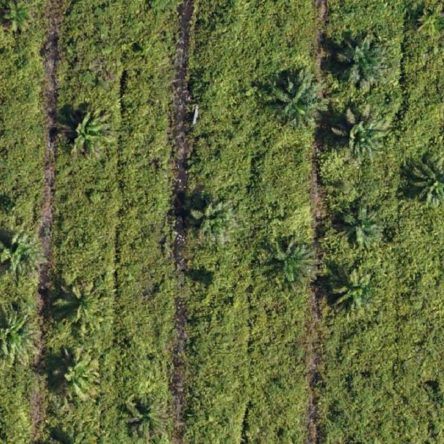 New Oil Palm Yolov5 Object Detection Dataset By Health Detection
