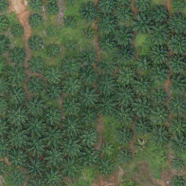 Fyp Oilpalmhealthdetection Object Detection Dataset By Health Detection