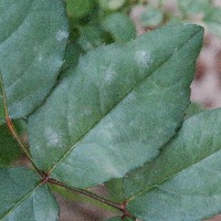 data (data-mvtcl) - Roboflow Universe