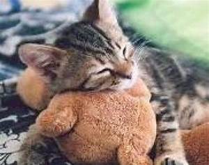 fox_and_not_fox_detection Object Detection Model by foxandnotfoxdetection