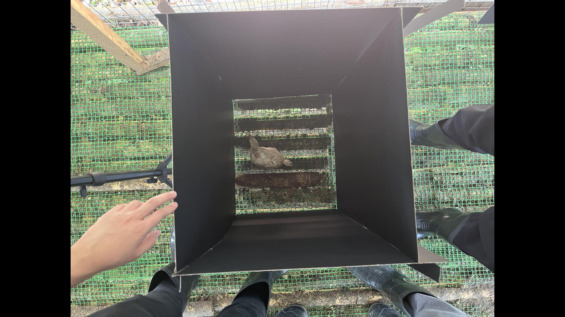 Chicken Segmentation Instance Segmentation Dataset and Pre-Trained Model by CCMS