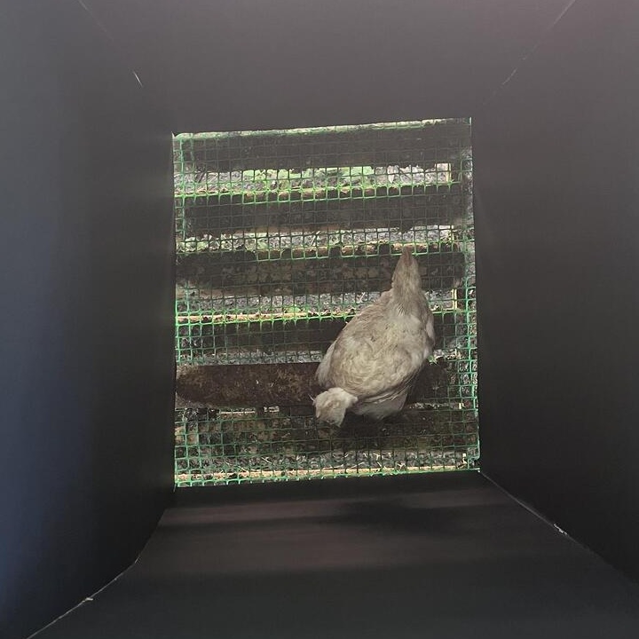 Chicken Detection Simplified Object Detection Dataset By Ccms
