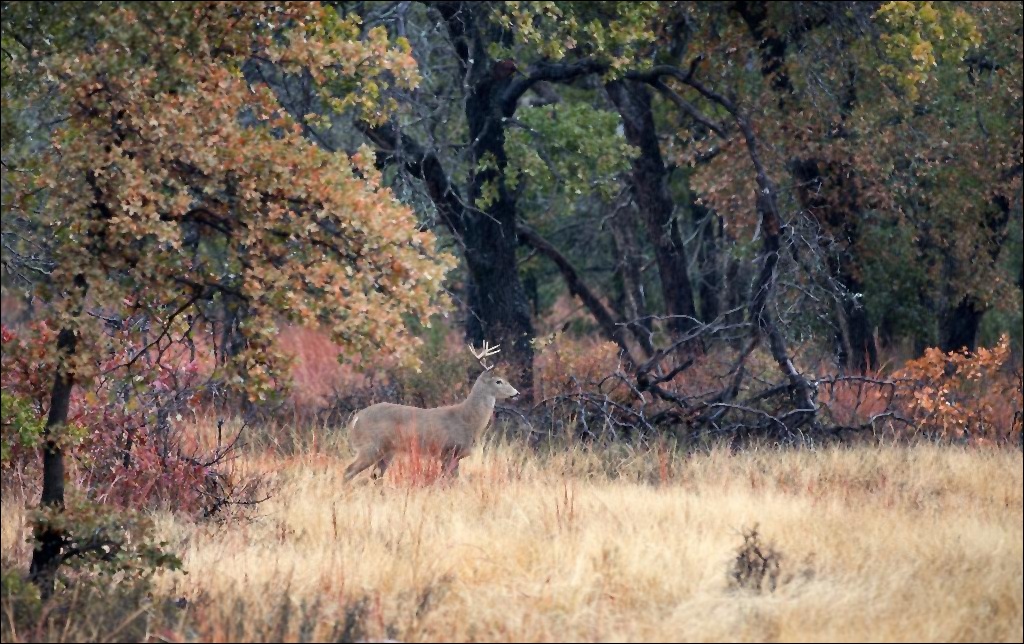 Lionpro Object Detection Model by wildlife