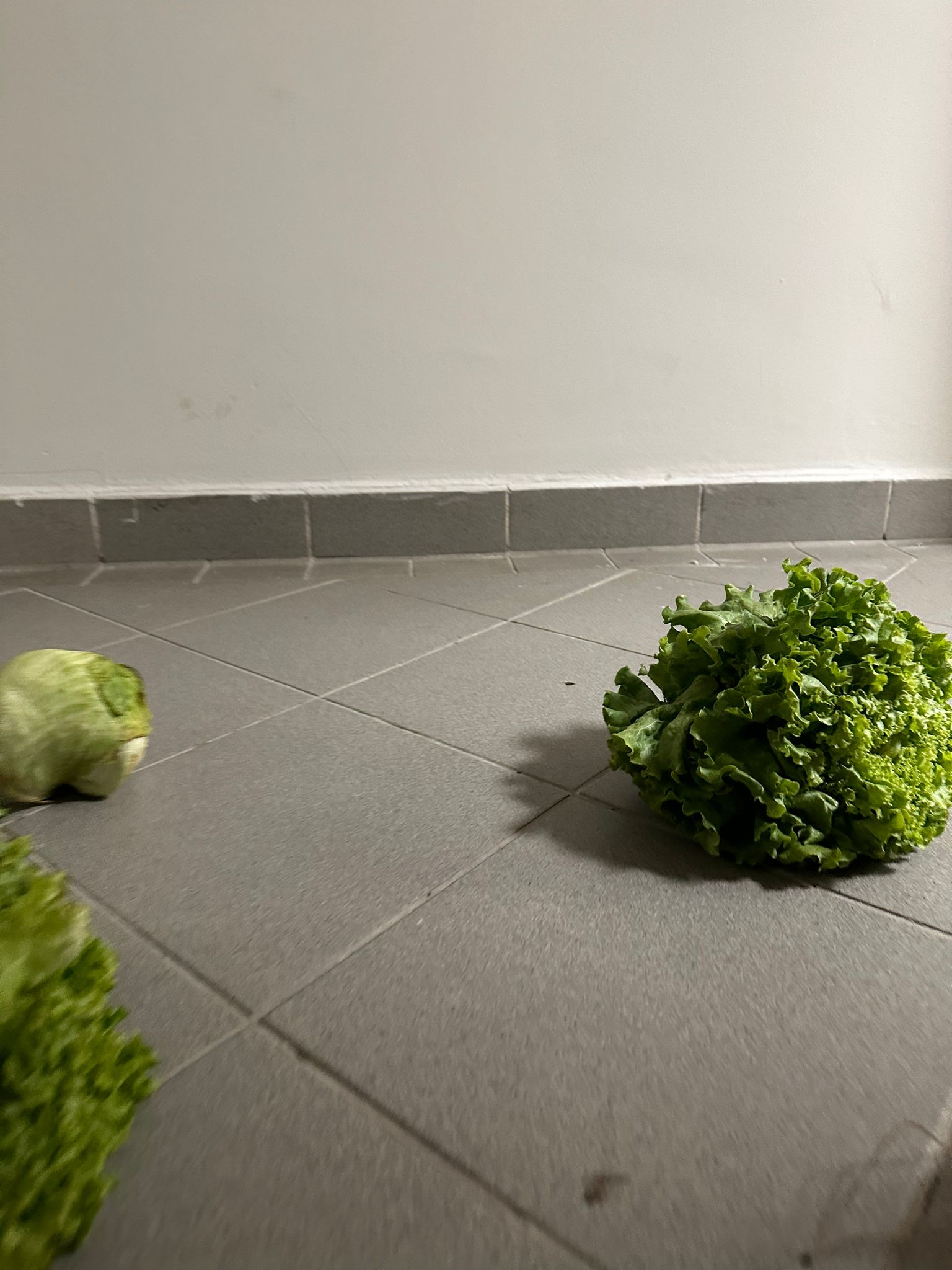 lettuce-detection Object Detection Dataset and Pre-Trained Model by YOLO