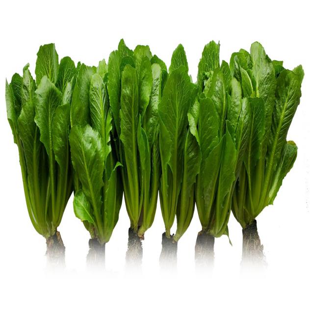 Lettuce Detection Object Detection Dataset and Pre-Trained Model by YOLO