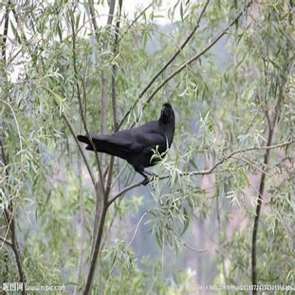 Crows Object Detection Model by Custom Crow Recognition