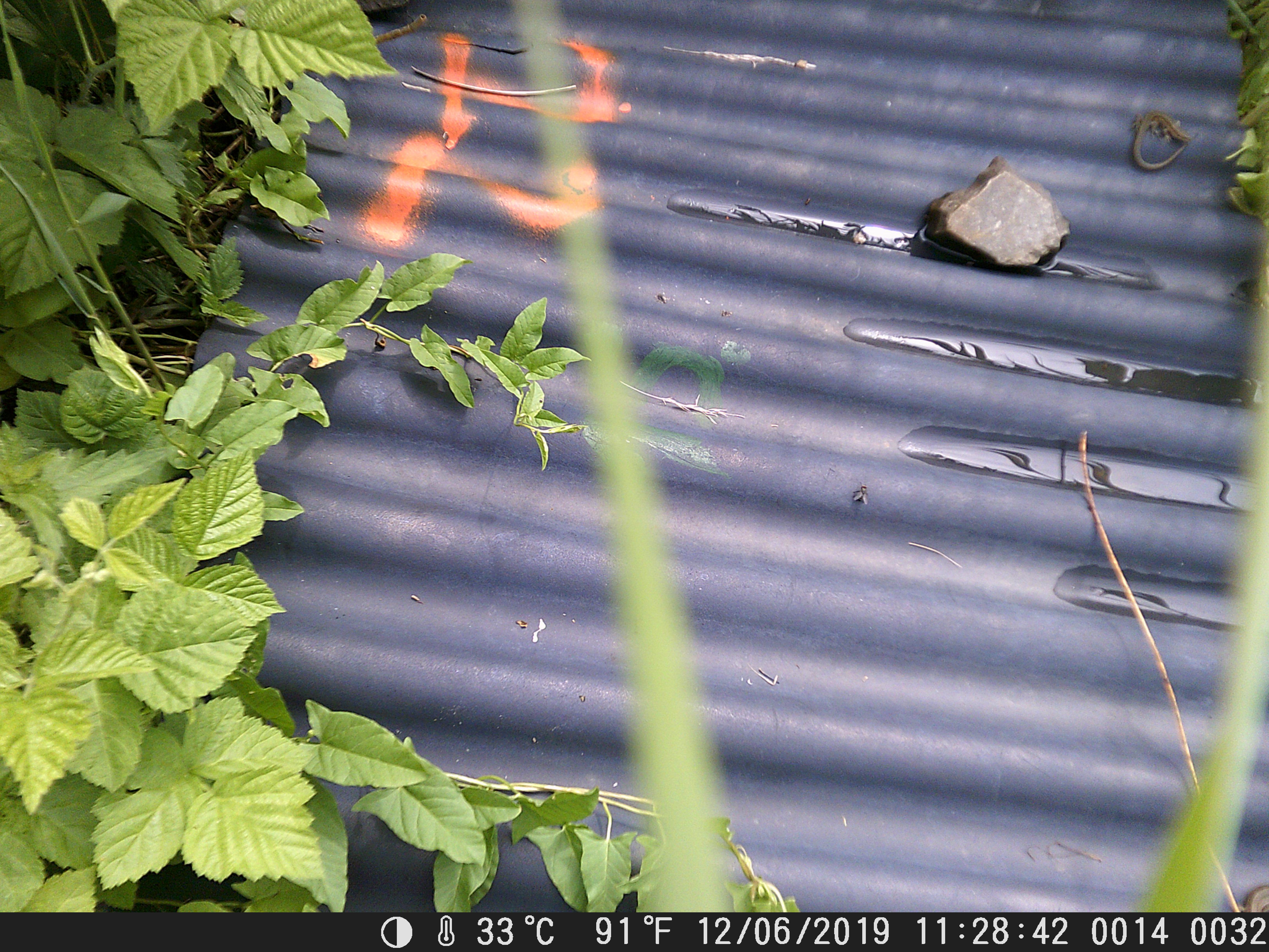 yolo_sementation_final Instance Segmentation Dataset by ZauneidechseMasterarbeit