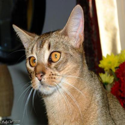 Dog and Cat Detector Object Detection Dataset and Pre-Trained Model by Cloud Computing SS23 Baun