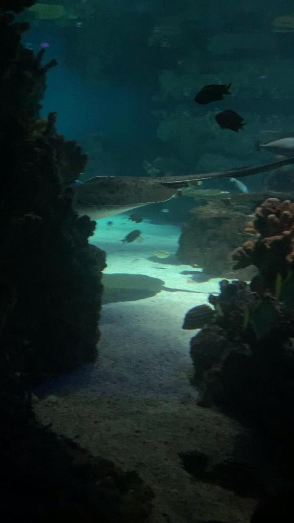 Underwater labels Object Detection Dataset and Pre-Trained Model by ... Underwater labels Object Detection Dataset and Pre-Trained Model by ...