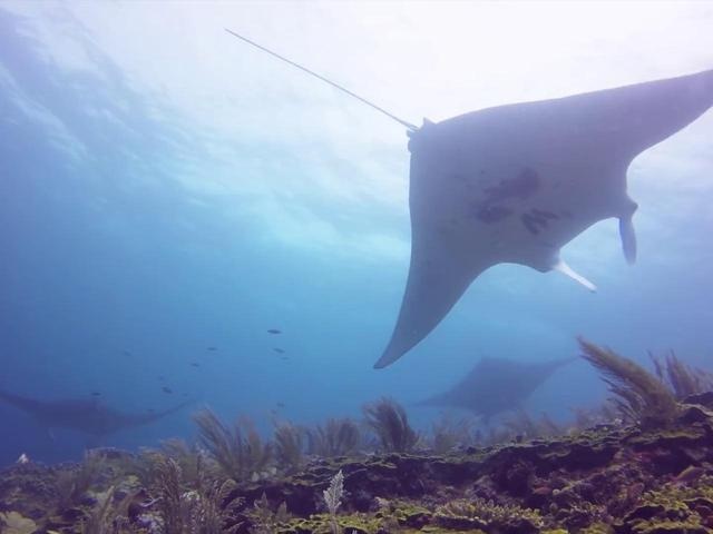 Underwater Object Detection Underwater Object Detection Urqdy Roboflow Universe