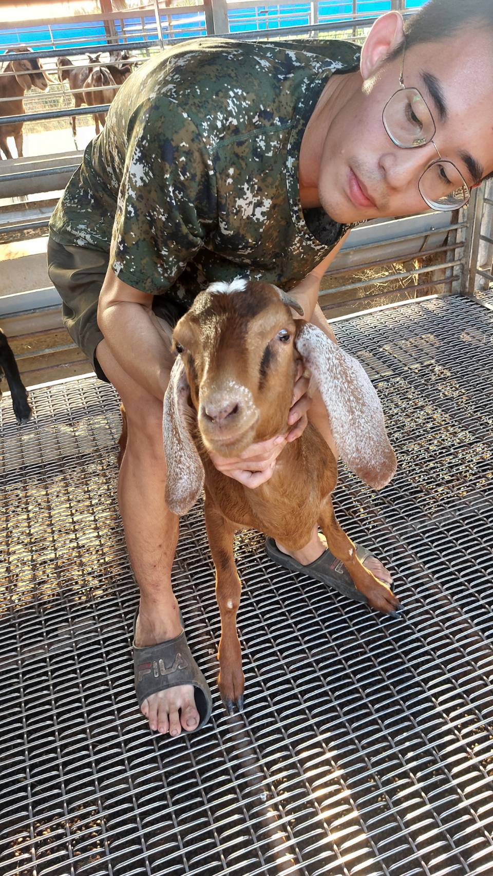 ID_FOR_SHEEP Object Detection Dataset by Npust