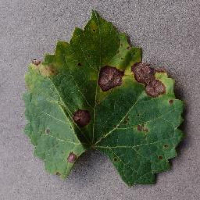 Grape_Diseases1 Object Detection Model by hastalklar