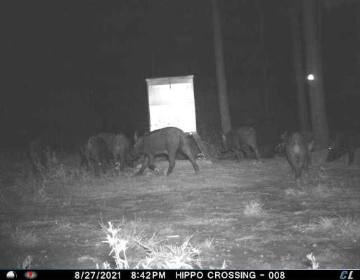 DKG - Roboflow Universe