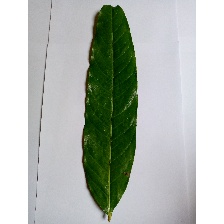 bohera Object Detection Dataset by plantslabeling