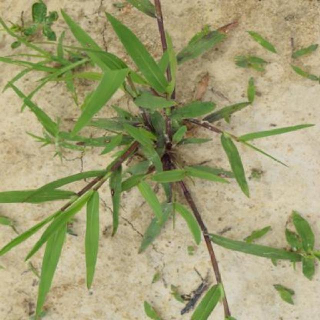 Detecting only weeds Instance Segmentation Dataset and Pre-Trained Model by workmail1923