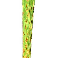 machine vision leaf disease - Roboflow Universe