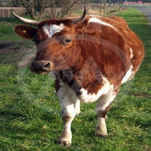 Cow Classification Object Detection Model By Test