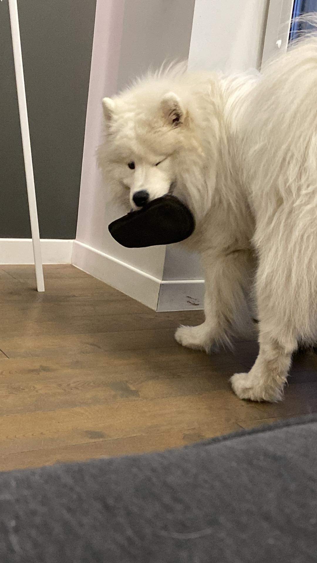 My_perfect_doggo Object Detection Dataset by Aleks