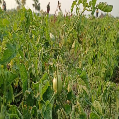 detecttomatoooooo Object Detection Dataset by detect tomato