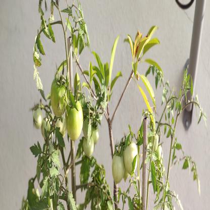 detecttomatofinal Object Detection Dataset by detect tomato