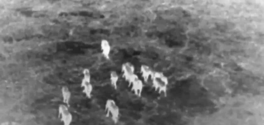 Object Detection Of Thermal Images Object Detection Dataset And Pre