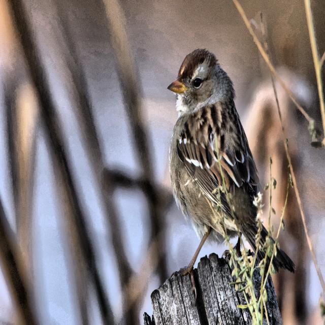 birds + human Object Detection Model by bird