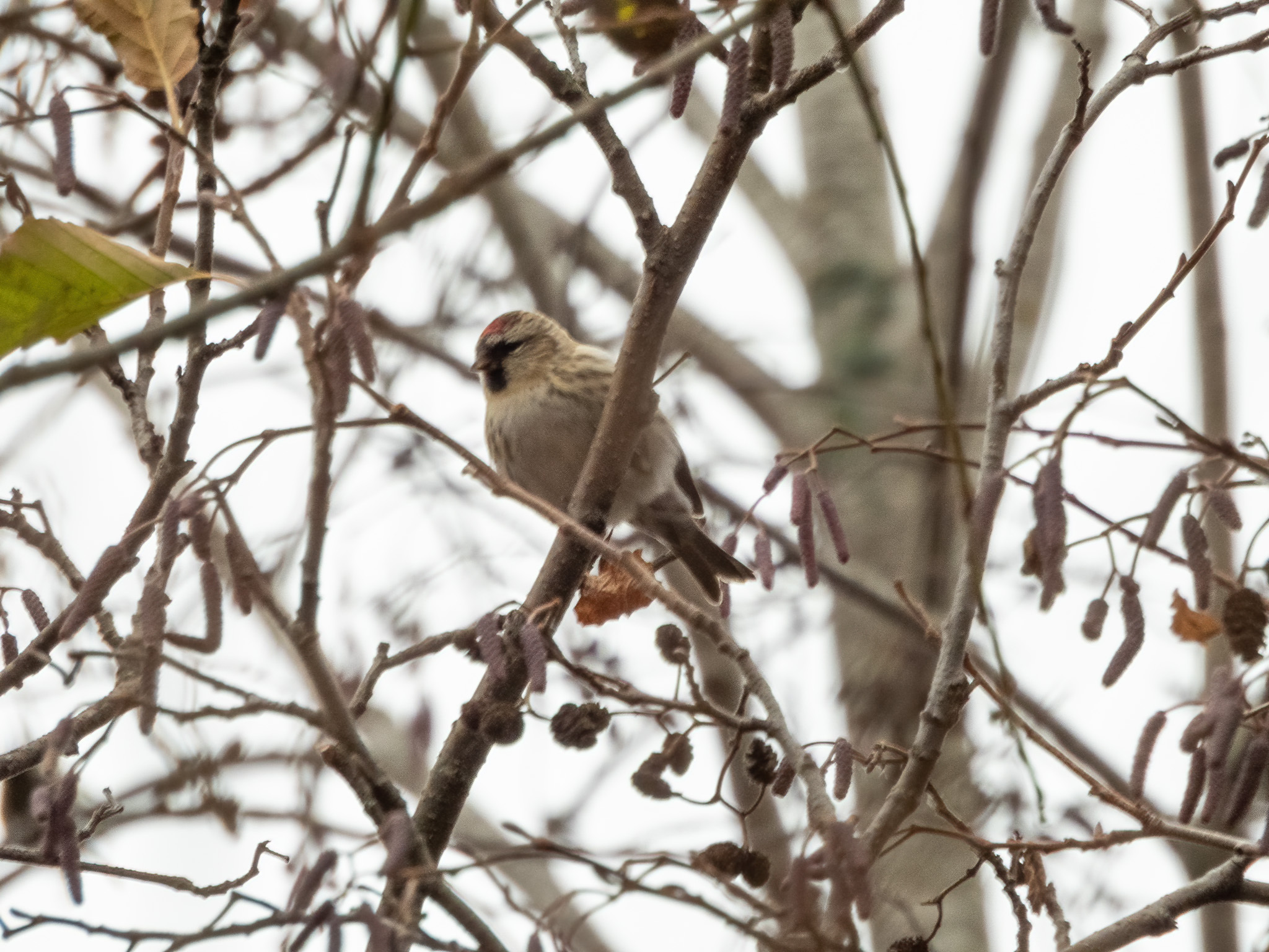 bird Object Detection Model by bird