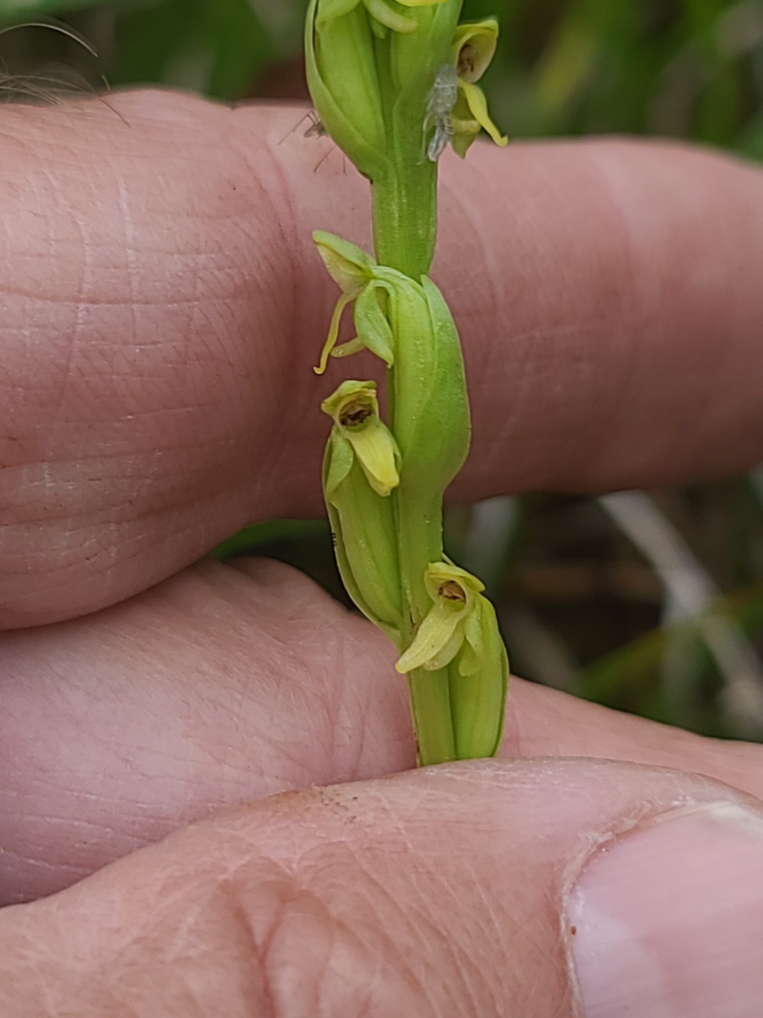 green_column_select Object Detection Dataset by OrchidID