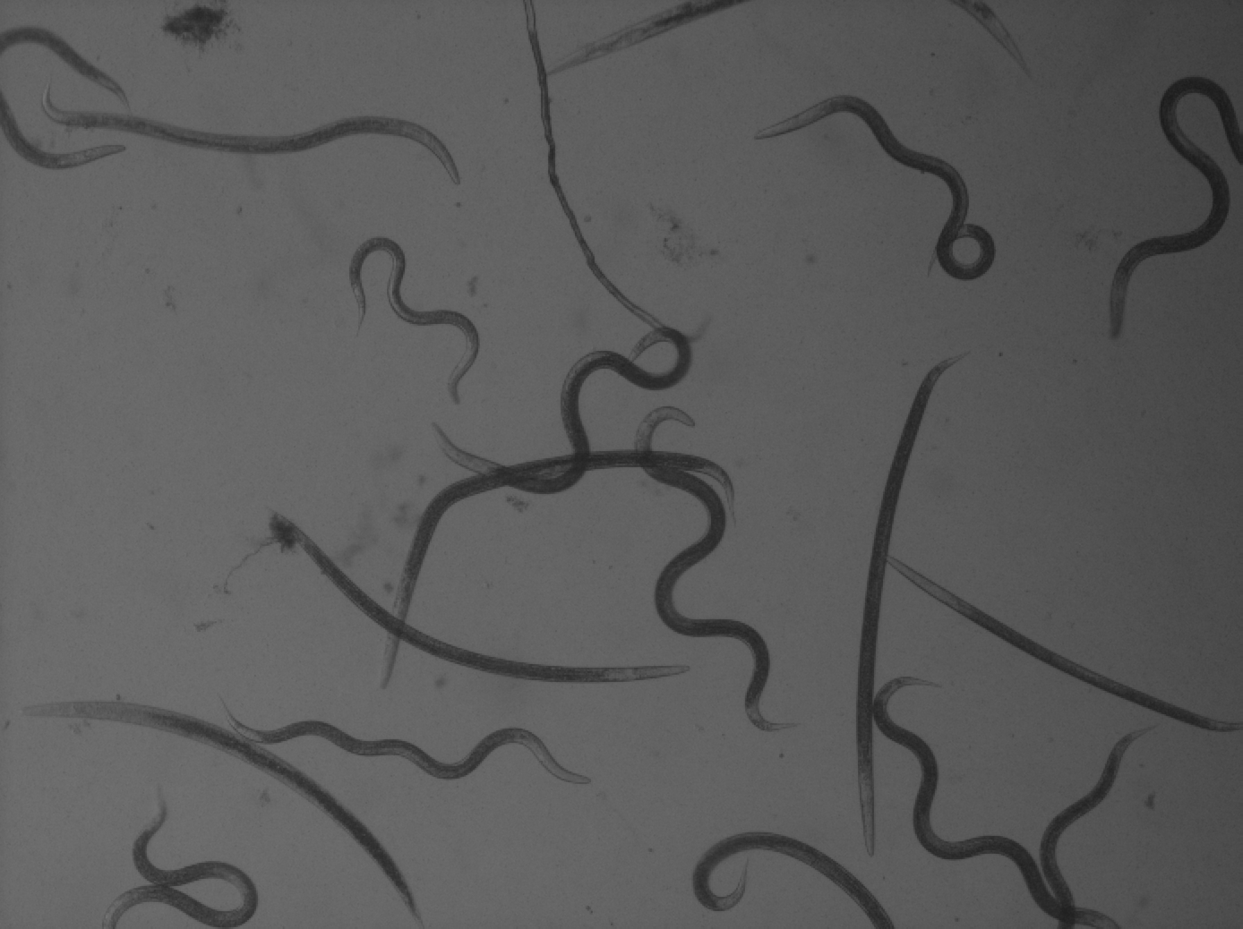 NEMATOD Instance Segmentation Model by nematod