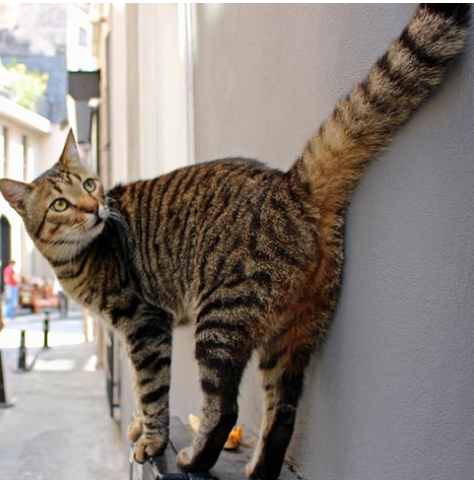 cat Instance Segmentation Dataset by yoonji