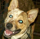 polygon annotation Object Detection Dataset and Pre-Trained Model by ...