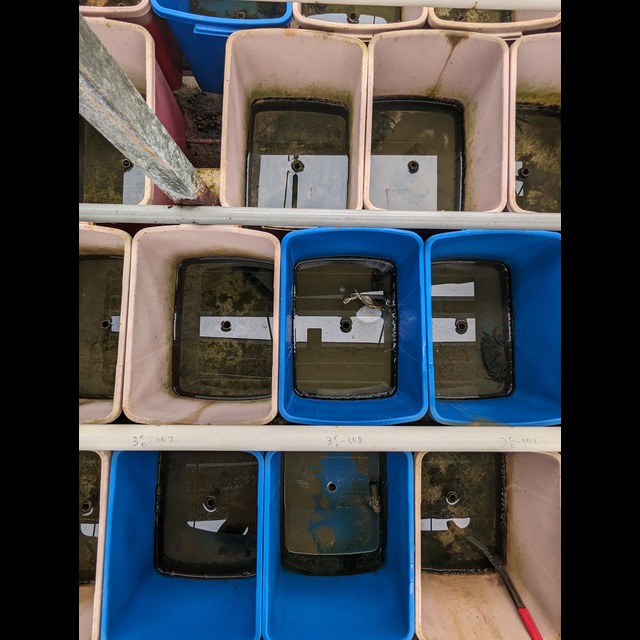 Crab Object Detection Model By Uitm