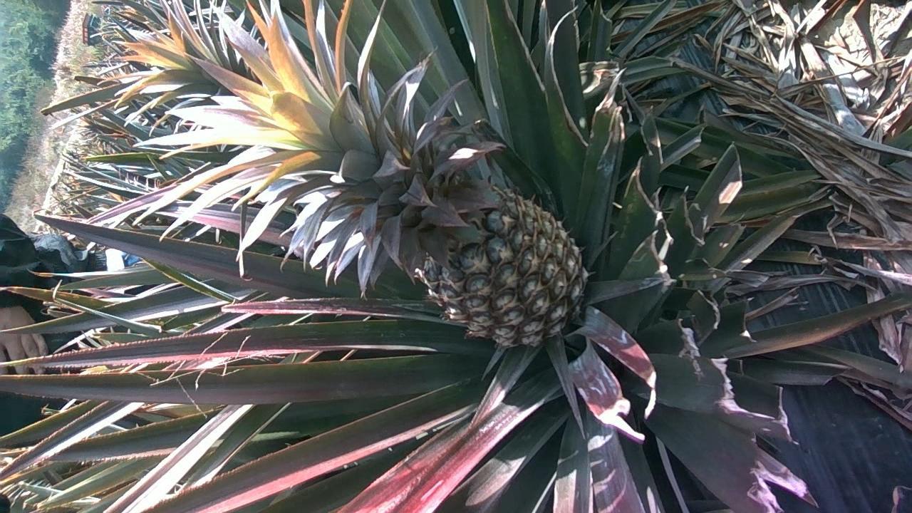 pineapple Instance Segmentation Model by NCYU
