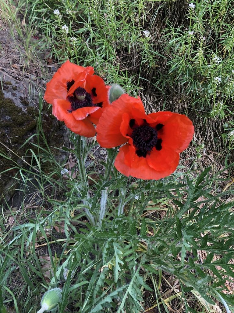 flower Object Detection Model by hali