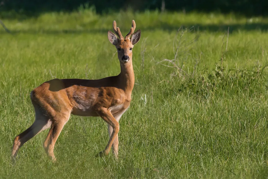 Roe deer Object Detection Dataset by wildlife