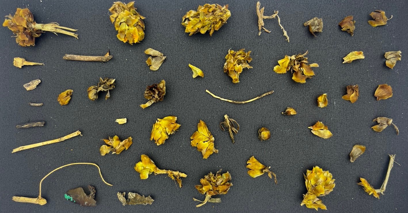 Rice Detection Object Detection Dataset By Rice