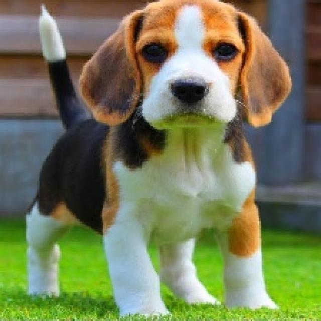 6 Dog Breeds Object Detection Dataset and Pre-Trained Model by Detection