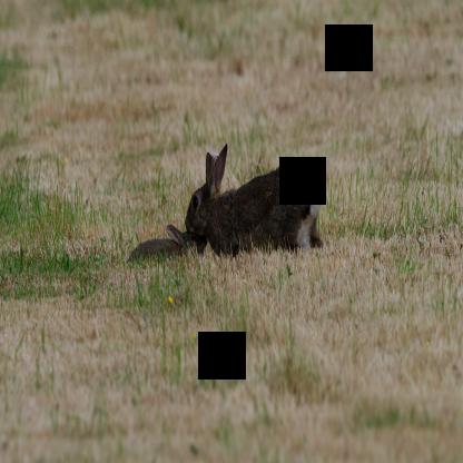 Rabbits-yolov5 Object Detection Dataset by shapiro201356@gmail.com