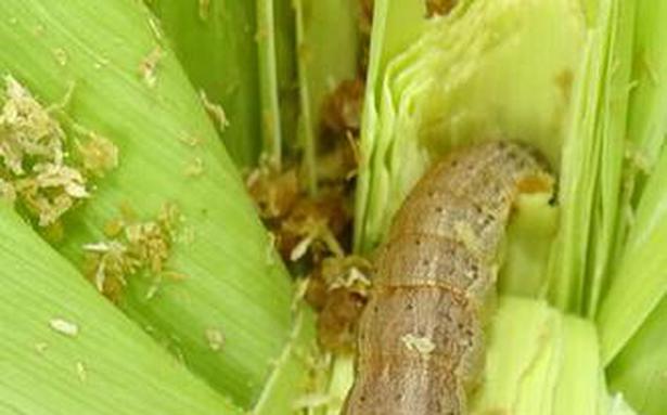 Maize fall armyworm Object Detection Dataset by Jagriti