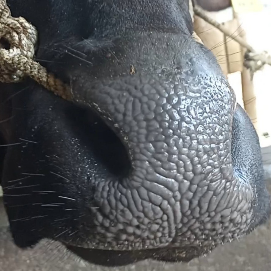 How to Use the Cow Muzzles Trial 2 Object Detection API